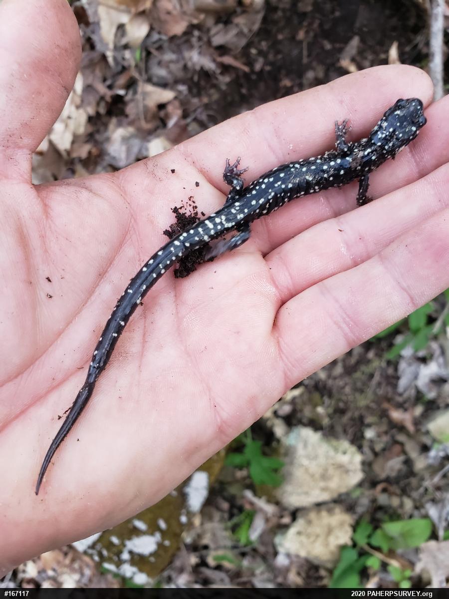 Plethodon Glutinosus