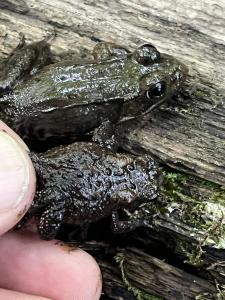 Green Frog (Lithobates clamitans)